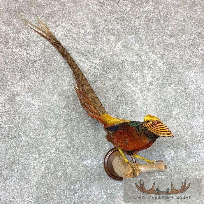 Golden Pheasant Taxidermy Bird Mount For Sale - Creel Taxidermy
