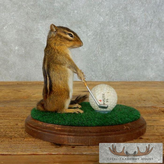 Novelty Chipmunk Taxidermy Mount For Sale - Creel Taxidermy