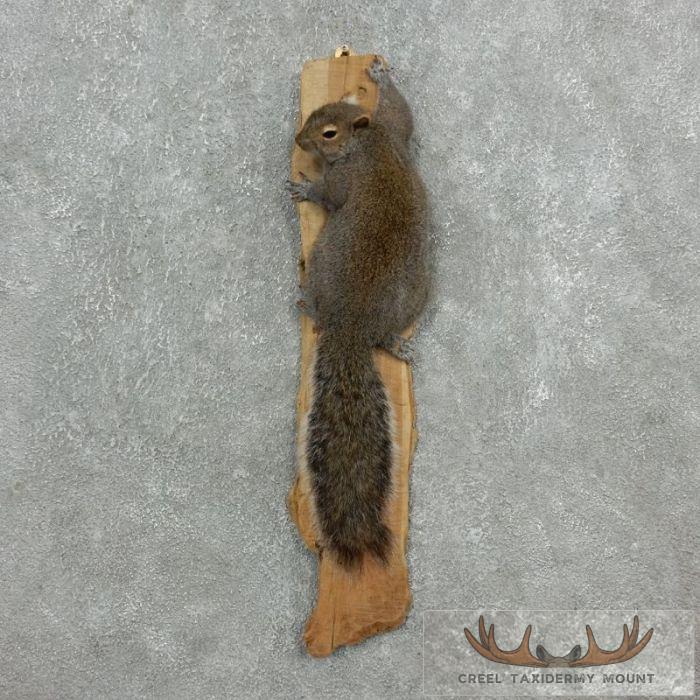 Grey Squirrel Life-Size Taxidermy Mount For Sale - Creel Taxidermy