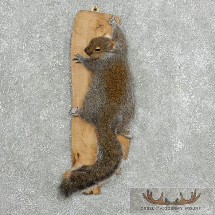 Grey Squirrel Life-Size Taxidermy Mount For Sale - Creel Taxidermy