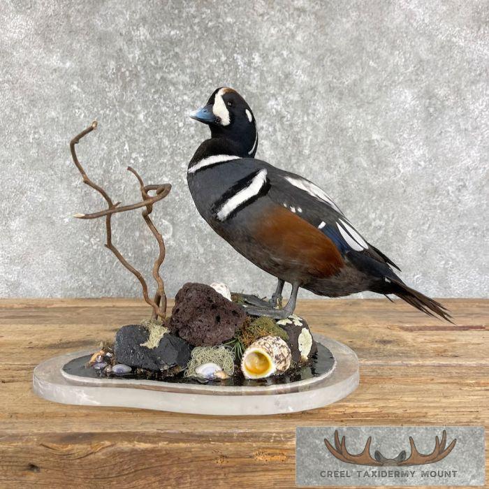 Harlequin Duck Taxidermy Bird Mount For Sale - Creel Taxidermy