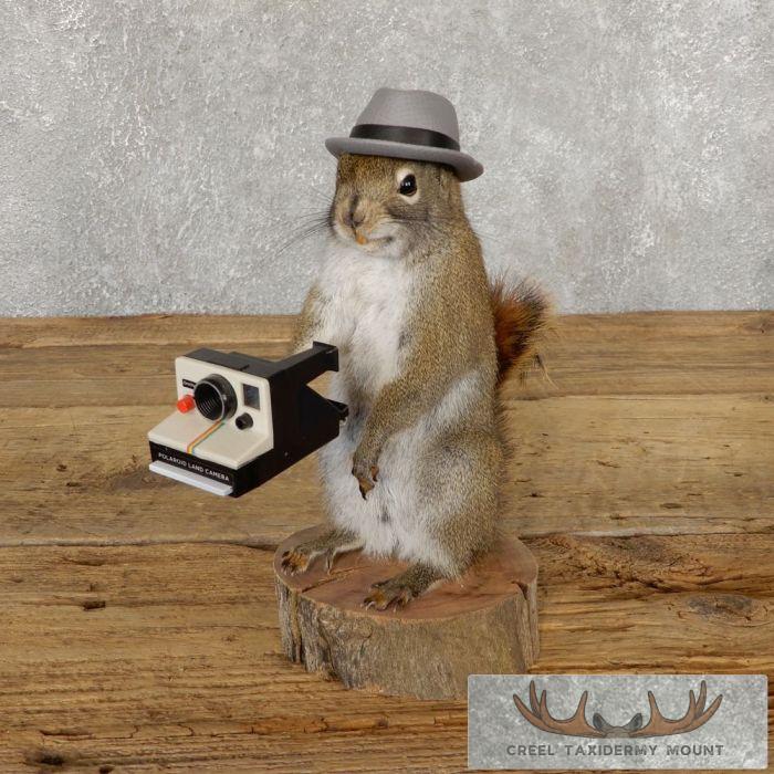 Novelty Red Squirrel Taxidermy Mount For Sale - Creel Taxidermy