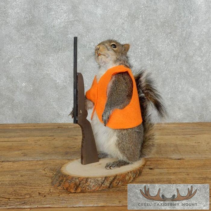 Novelty Gray Squirrel Taxidermy Mount For Sale - Creel Taxidermy