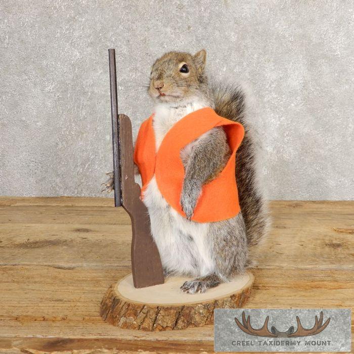 Novelty Gray Squirrel Taxidermy Mount For Sale - Creel Taxidermy