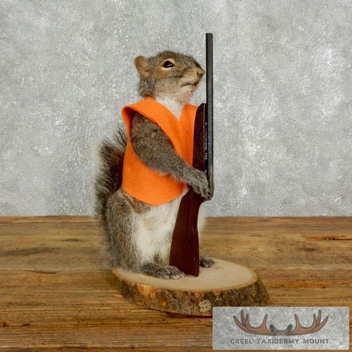 Novelty Gray Squirrel Taxidermy Mount For Sale - Creel Taxidermy