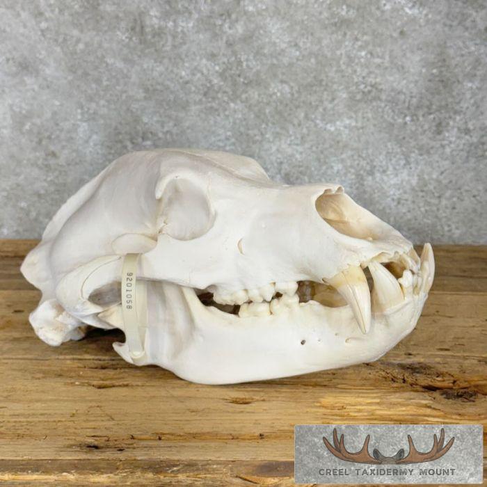 Inland Grizzly Bear Full Skull For Sale - Creel Taxidermy
