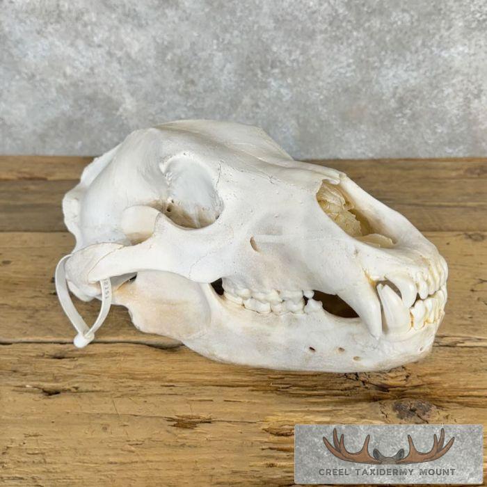 Inland Grizzly Bear Full Skull For Sale - Creel Taxidermy