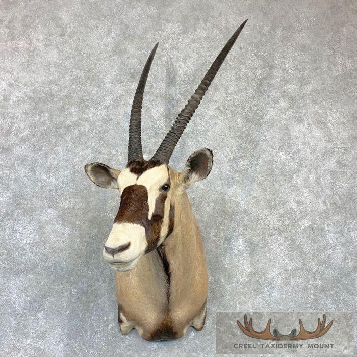 Gemsbok Oryx Taxidermy Shoulder Mount For Sale - Creel Taxidermy