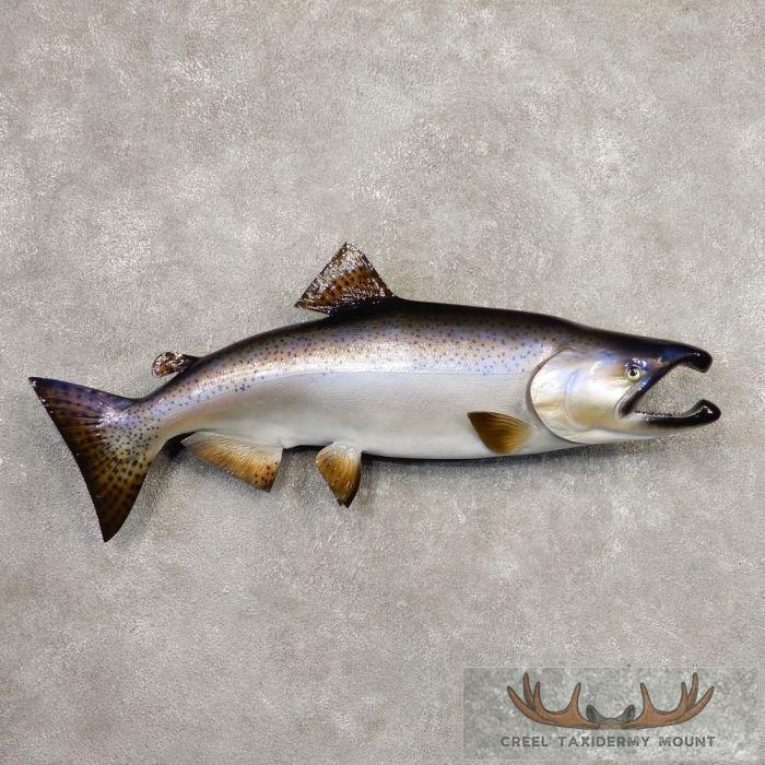 38.25" King (Chinook) Salmon Fish Mount For Sale - Creel Taxidermy