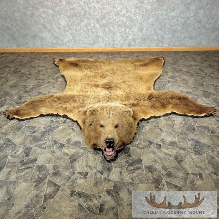 Buy Kodiak Brown Bear Full-Size Taxidermy Rug Mount Online
