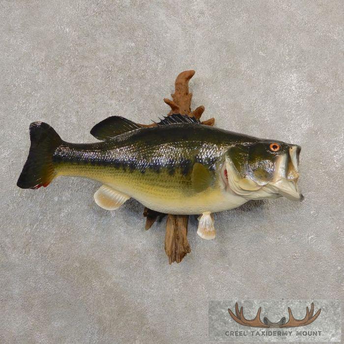 24" Largemouth Bass Taxidermy Fish Mount For Sale - Creel Taxidermy