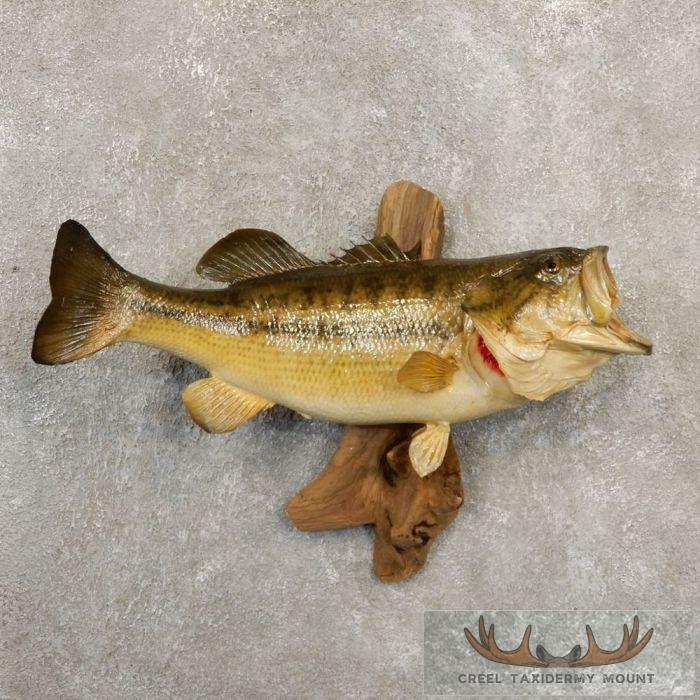 21" Largemouth Bass Taxidermy Fish Mount For Sale - Creel Taxidermy