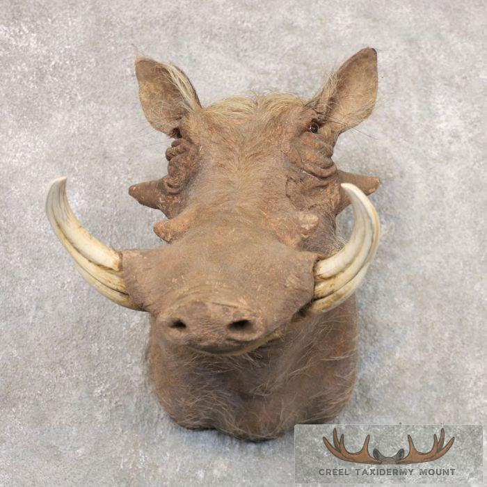 African Warthog Shoulder Taxidermy Mount For Sale - Creel Taxidermy