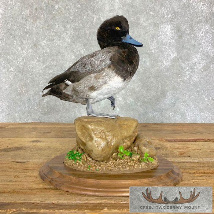 Lesser Scaup Duck Taxidermy Bird Mount For Sale - Creel Taxidermy