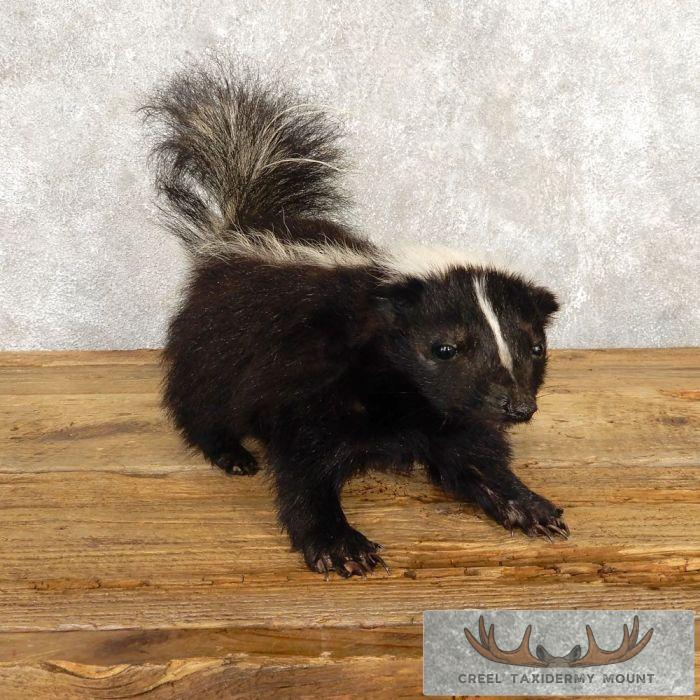 Standing Striped Skunk Taxidermy Mount For Sale - Creel Taxidermy