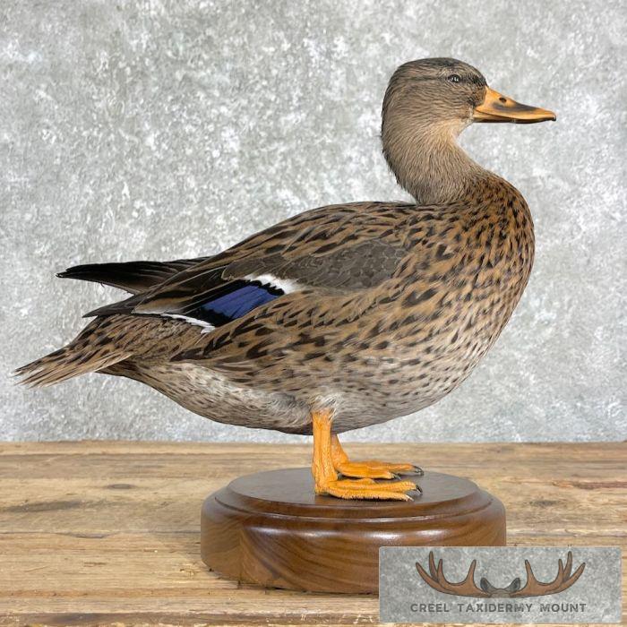 Mallard Duck Taxidermy Bird Mount For Sale - Creel Taxidermy