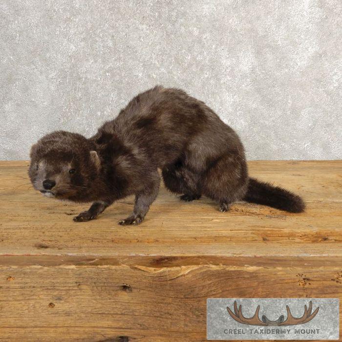 Mink Life-Size Taxidermy Mount For Sale - Creel Taxidermy