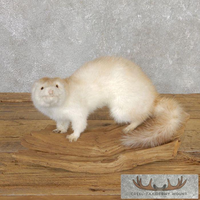 Mink Life-Size Taxidermy Mount For Sale - Creel Taxidermy
