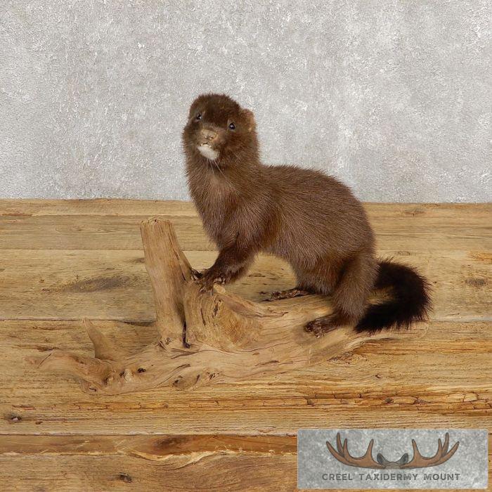 Mink Life-Size Taxidermy Mount For Sale - Creel Taxidermy