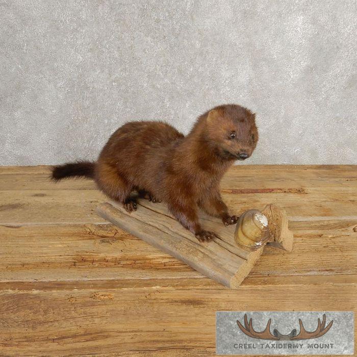 Mink Life-Size Taxidermy Mount For Sale - Creel Taxidermy
