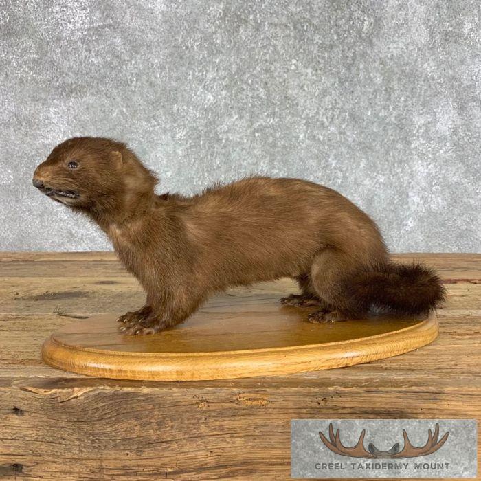 Mink Life-Size Taxidermy Mount For Sale - Creel Taxidermy