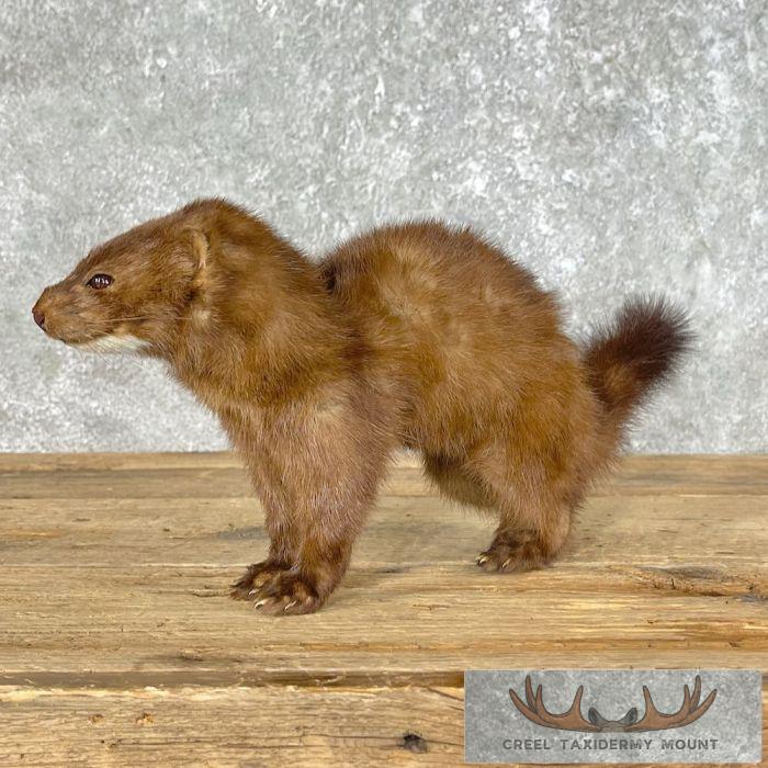 Mink Life-Size Taxidermy Mount For Sale - Creel Taxidermy