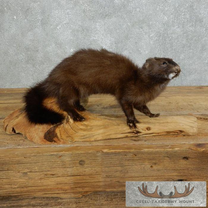 Mink Life-Size Taxidermy Mount For Sale - Creel Taxidermy