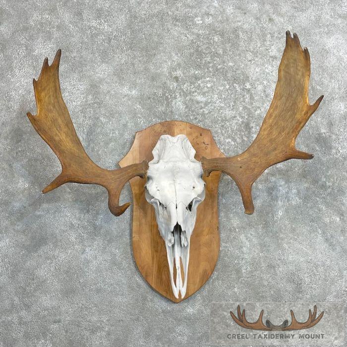 Moose Skull European Taxidermy For Sale - Creel Taxidermy