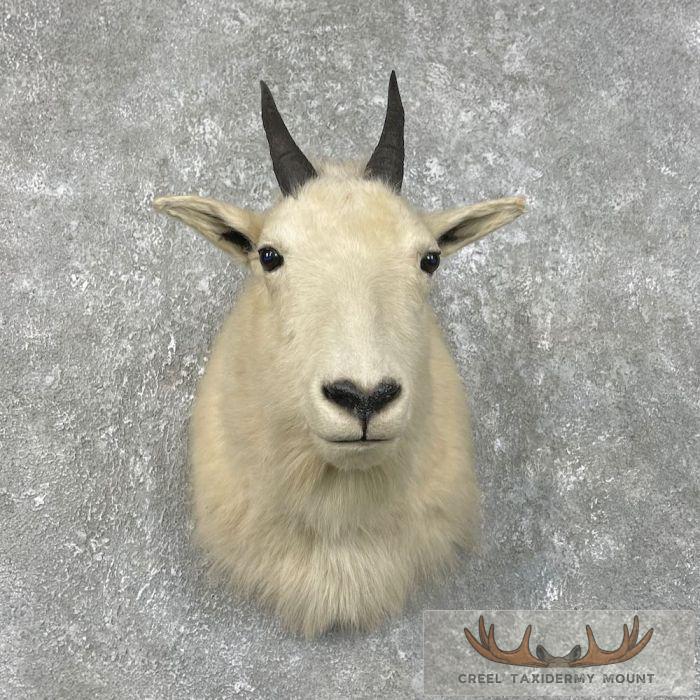 Mountain Goat Taxidermy Shoulder Mount For Sale - Creel Taxidermy