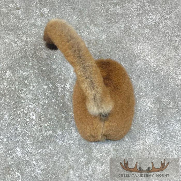 Mountain Lion Novelty Butt Taxidermy Mount For Sale - Creel Taxidermy