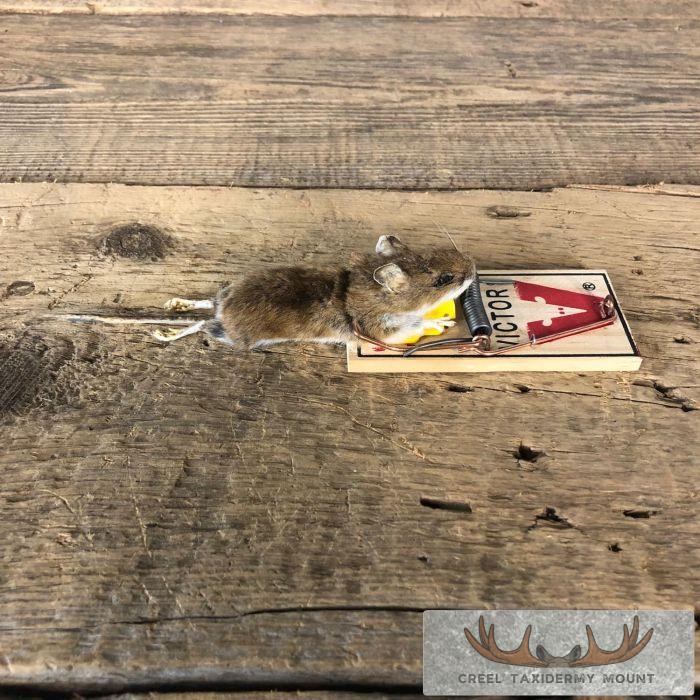 Mouse Trap Life-Size Taxidermy Mount For Sale - Creel Taxidermy