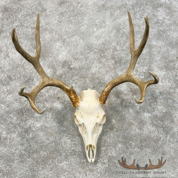 Mule Deer Skull European Taxidermy Mount For Sale - Creel Taxidermy