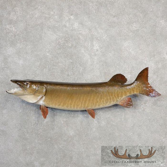 40.5" Muskellunge Taxidermy Fish Mount For Sale - Creel Taxidermy