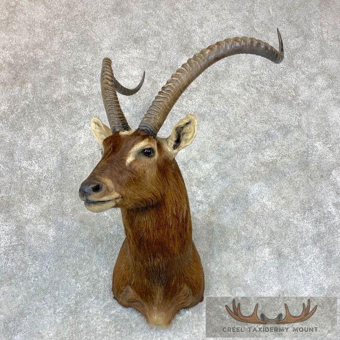 Nile Lechwe Shoulder Mount For Sale - Creel Taxidermy