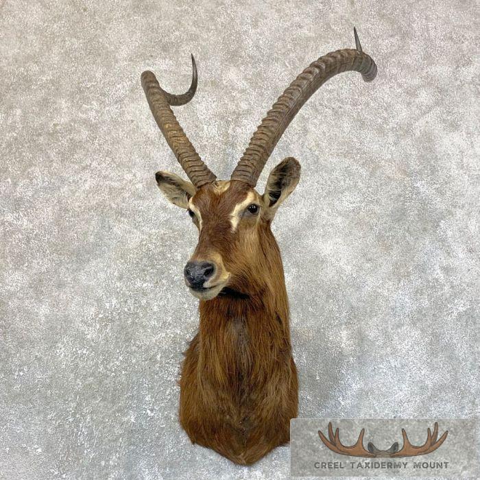 Nile Lechwe Shoulder Mount For Sale - Creel Taxidermy