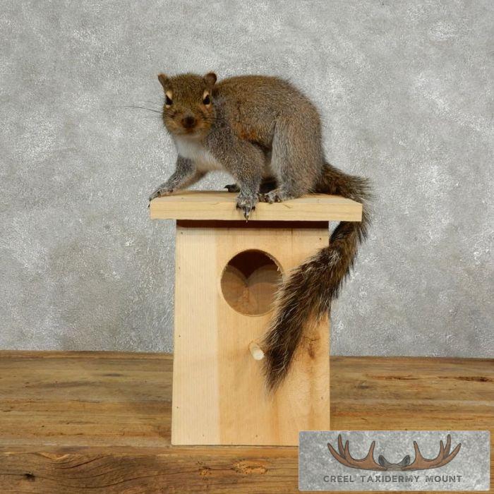 Novelty Squirrel Taxidermy Mount For Sale - Creel Taxidermy