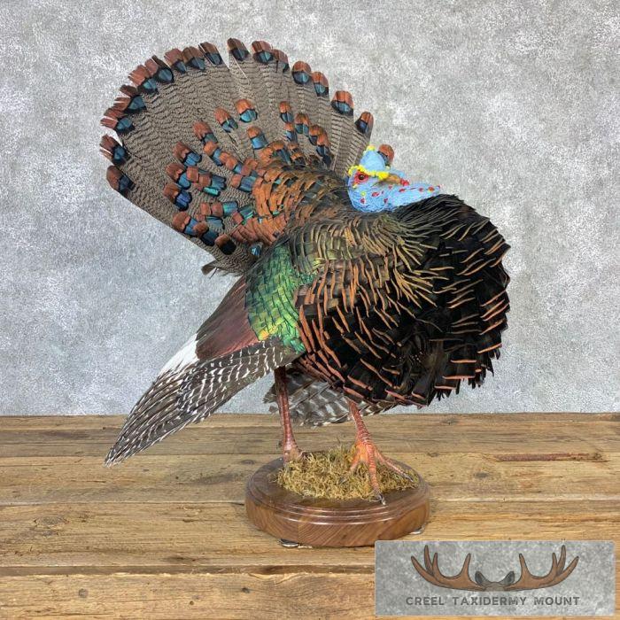 ocellated turkey mount