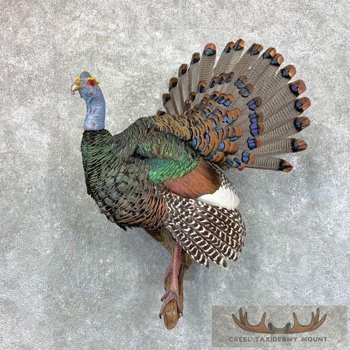 Ocellated Turkey Taxidermy Bird Mount For Sale - Creel Taxidermy