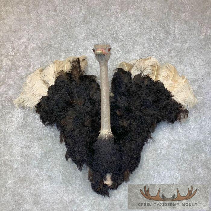 Ostrich Half-Life-Size Taxidermy Mount For Sale - Creel Taxidermy