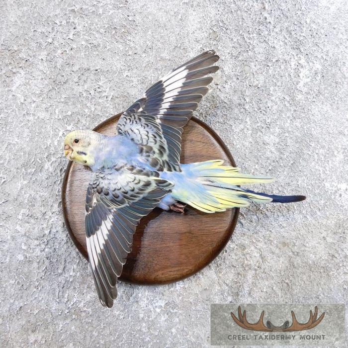 Parakeet Taxidermy Bird Mount For Sale - Creel Taxidermy