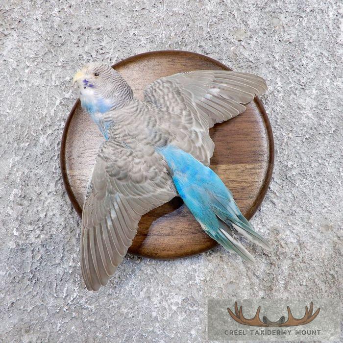 Parakeet Taxidermy Bird Mount For Sale - Creel Taxidermy