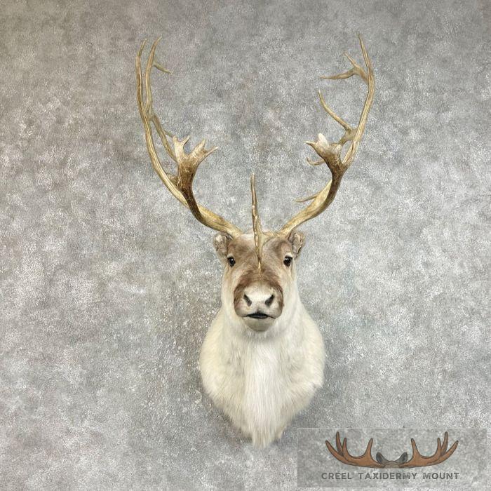 Peary Caribou Taxidermy Shoulder Mount For Sale - Creel Taxidermy