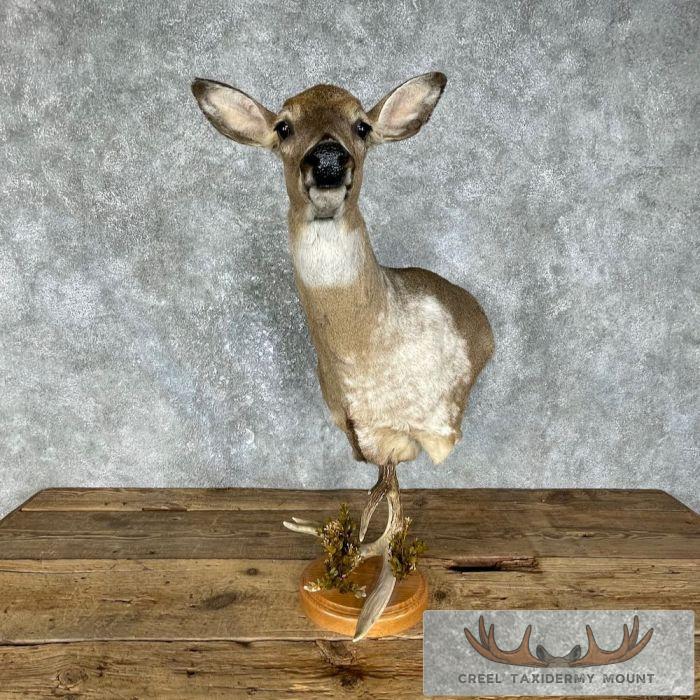 piebald deer mount