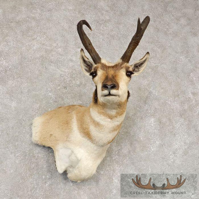 Pronghorn Antelope Taxidermy Shoulder Mount For Sale - Creel Taxidermy