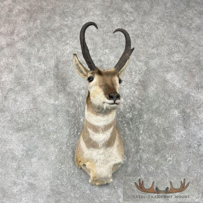 Pronghorn Antelope Taxidermy Shoulder Mount For Sale - Creel Taxidermy