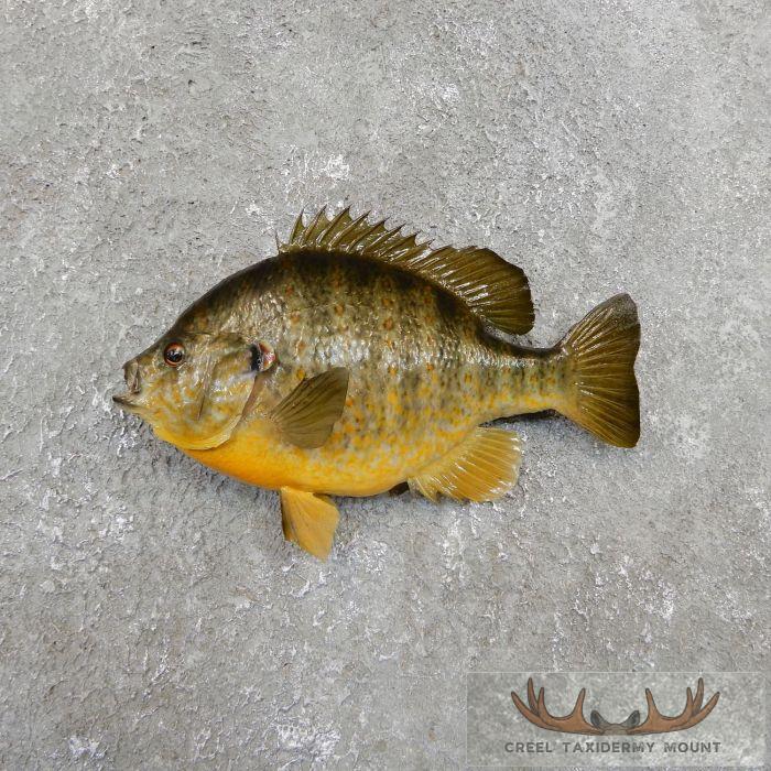 8.75" Pumpkinseed Sunfish Taxidermy Fish Mount For Sale - Creel Taxidermy