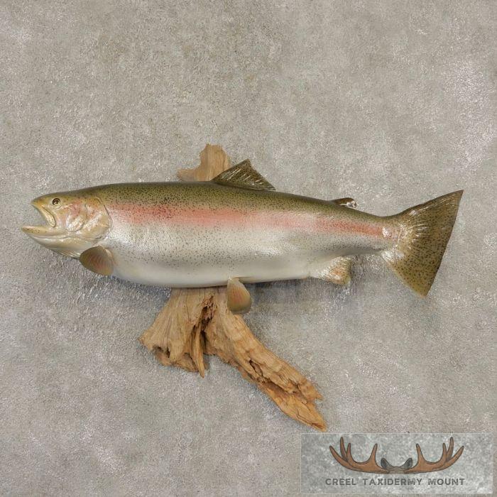 24" Reproduction Rainbow Trout Taxidermy Fish Mount For Sale - Creel ...