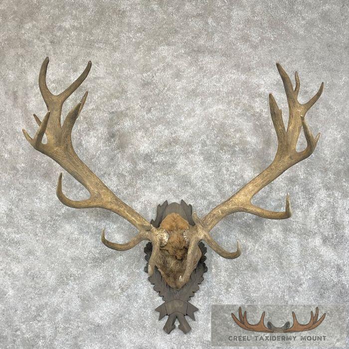 Red Deer Stag Plaque Taxidermy Mount For Sale - Creel Taxidermy