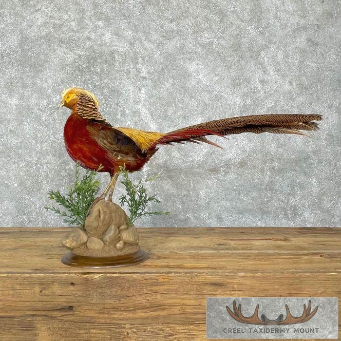Golden Pheasant Taxidermy Bird Mount For Sale - Creel Taxidermy