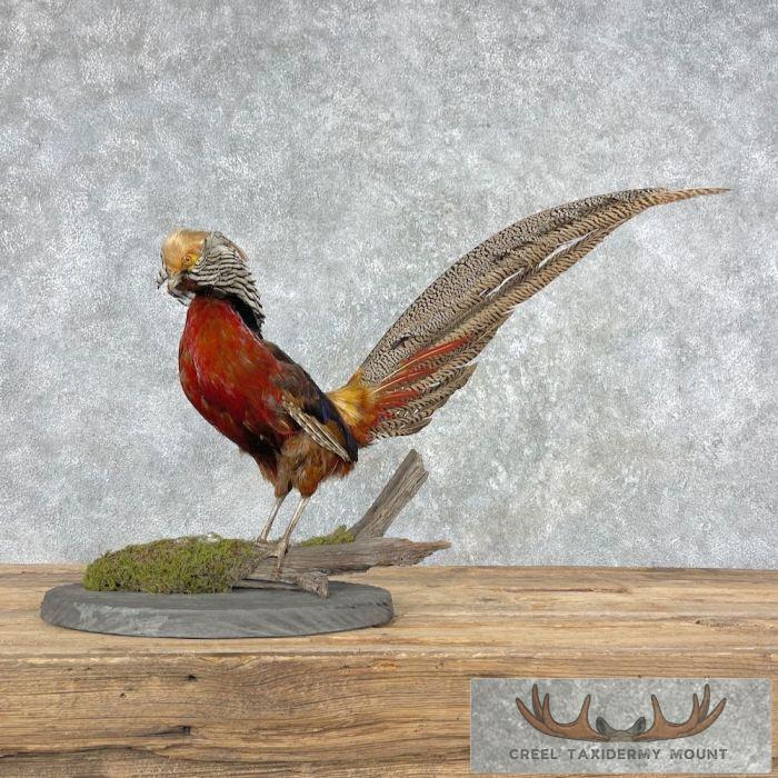 Red Golden Pheasant Taxidermy Bird Mount For Sale - Creel Taxidermy